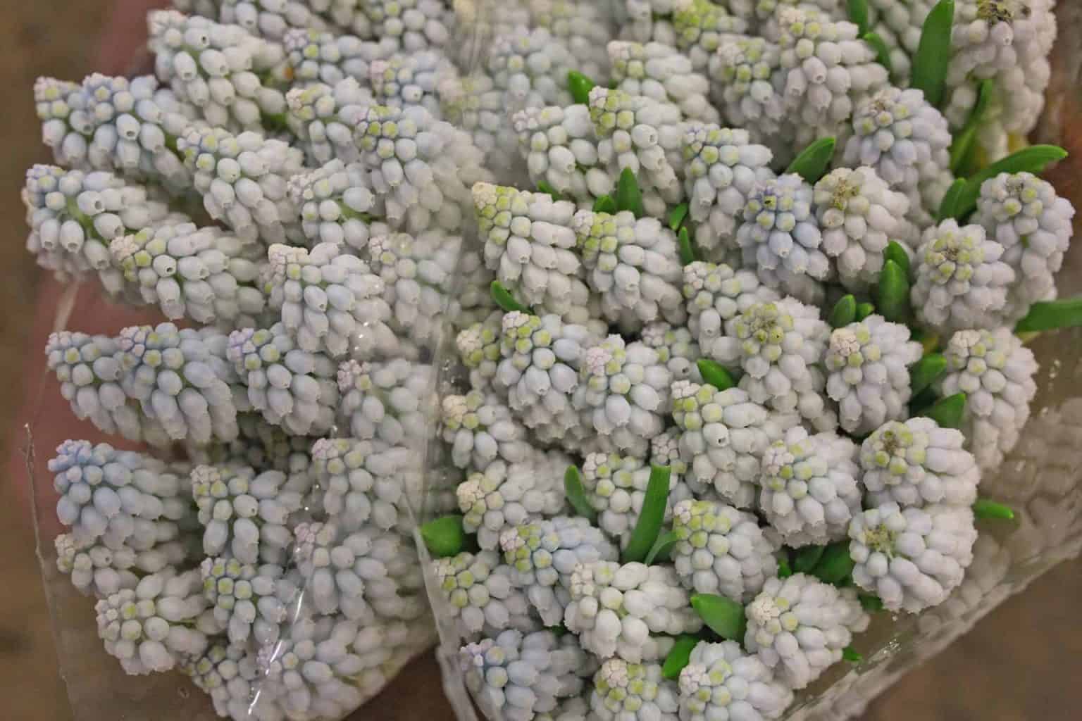 The Best Flower Blogs - WhatShed